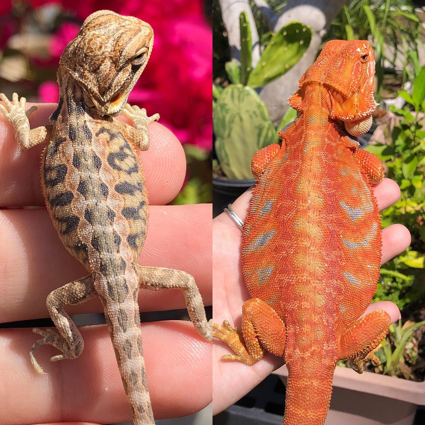 The Sub Adult Dragon – BeardedDragon.co